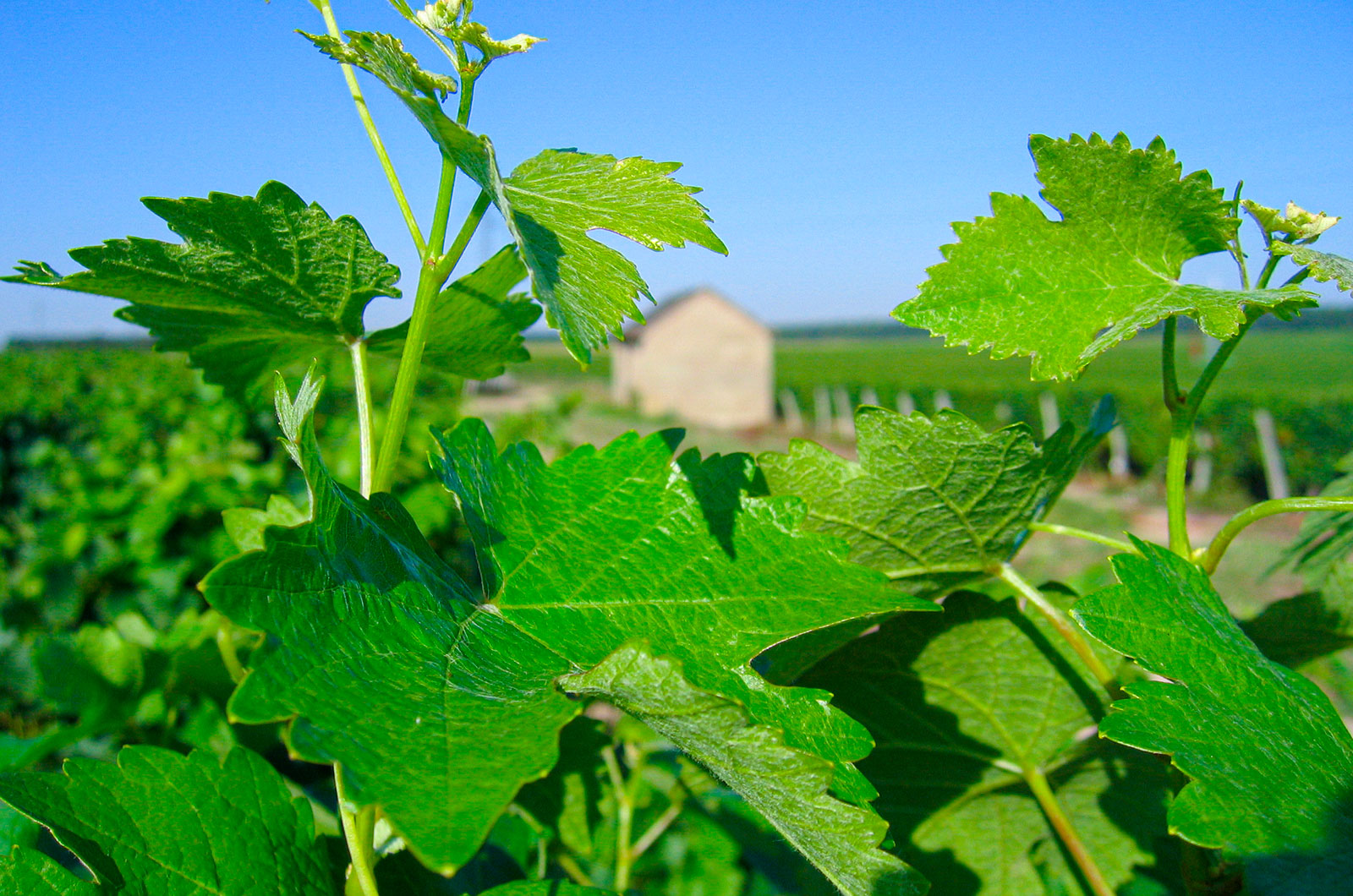 AOC QUINCY - domaine lecomte viticulteur châteaumeillant vins de Loire ...